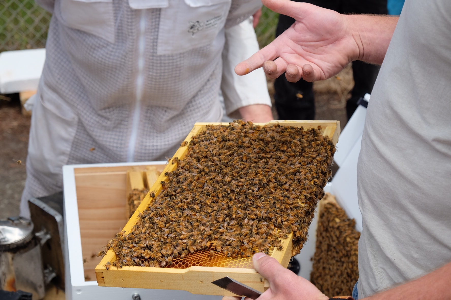 J Beekeeping Club – Hume Shire and surrounds beekeeping Club
